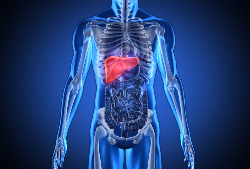 What Are Liver Function Tests? - Muscle Building Blog