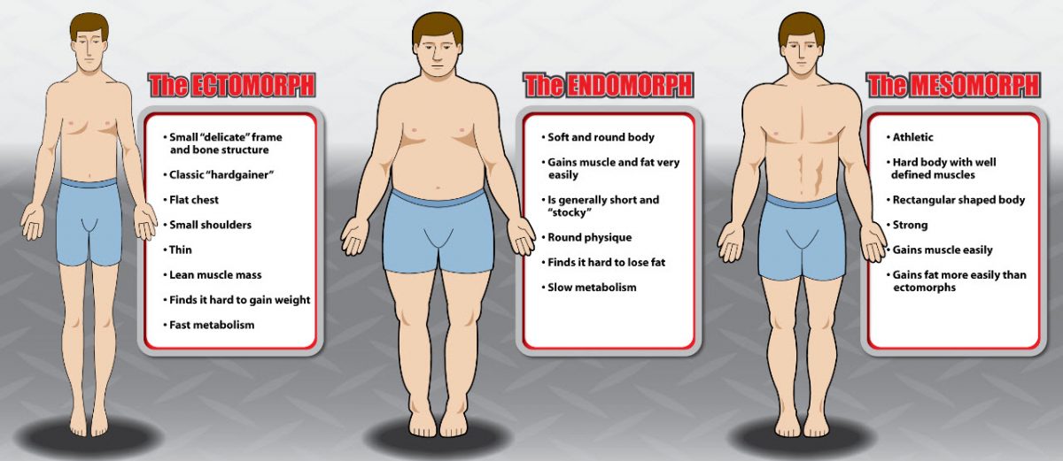 What Is The Best Diet For Endomorph Muscle Building Blog